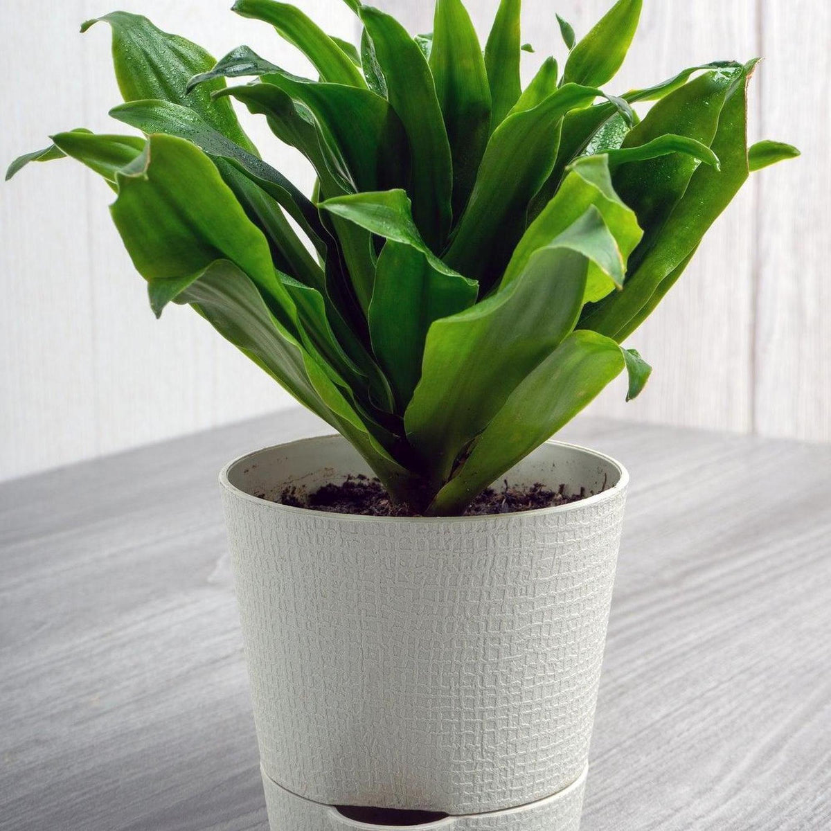 Buy Now! Compact Dragon Tree - Dracaena compacta – Nursery Near Me