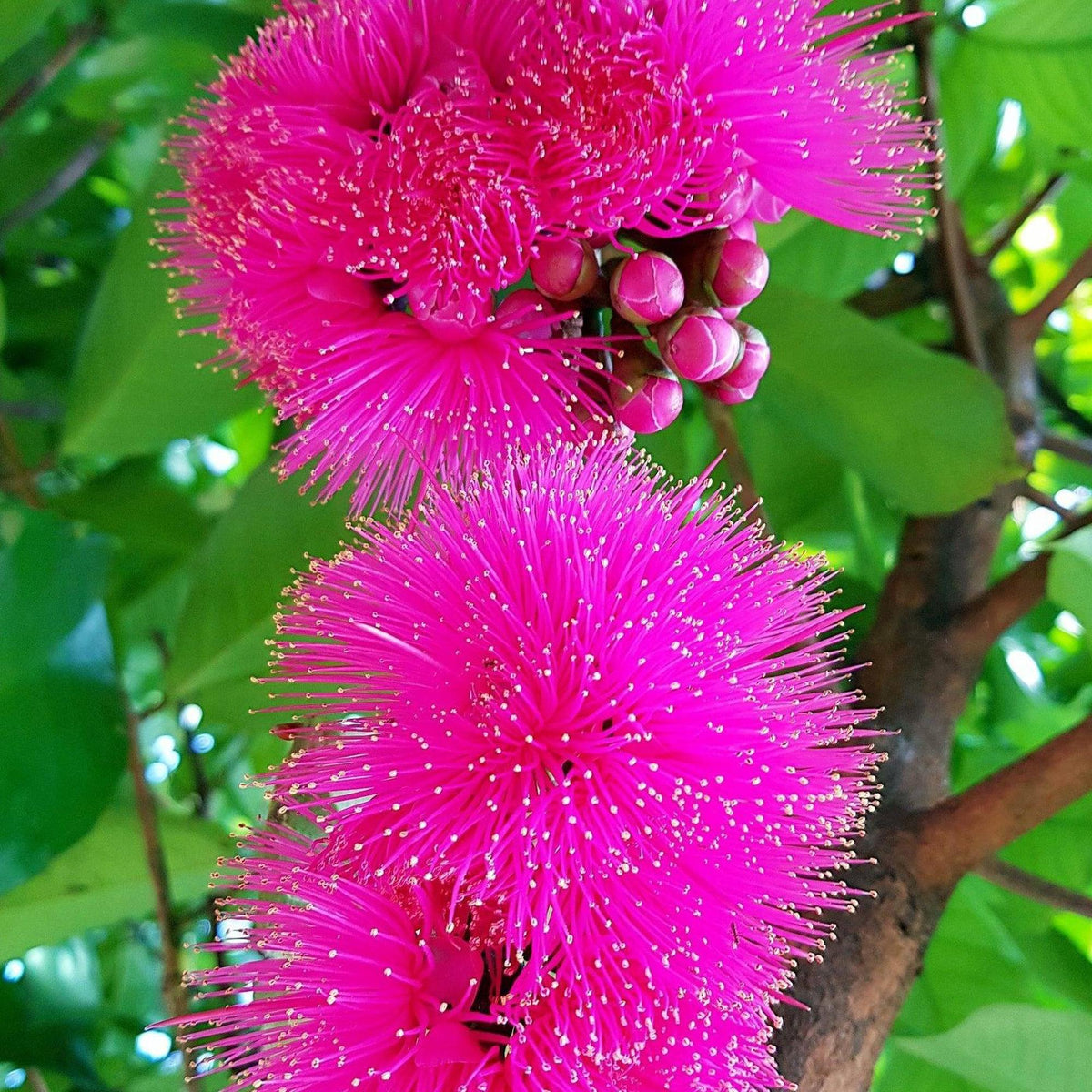 Buy Now! Coolamon Tree - Syzygium mooreii – Nursery Near Me