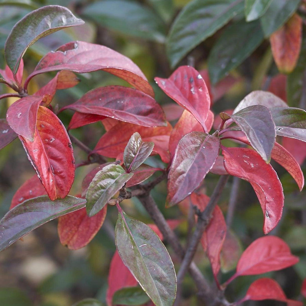 Coppertop Sweet Viburnum - Viburnum odoratissimum 'Coppertop' | Buy ...