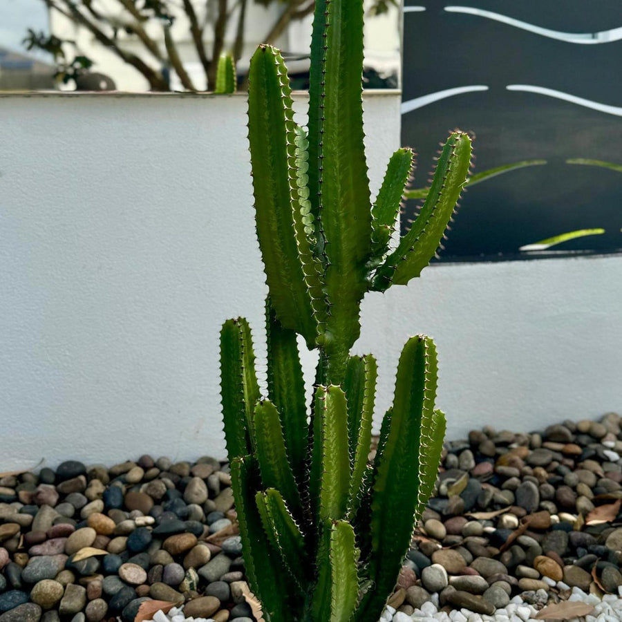 Cowboy Cactus - Euphorbia acrurensis | Buy Online Australia – Nursery ...