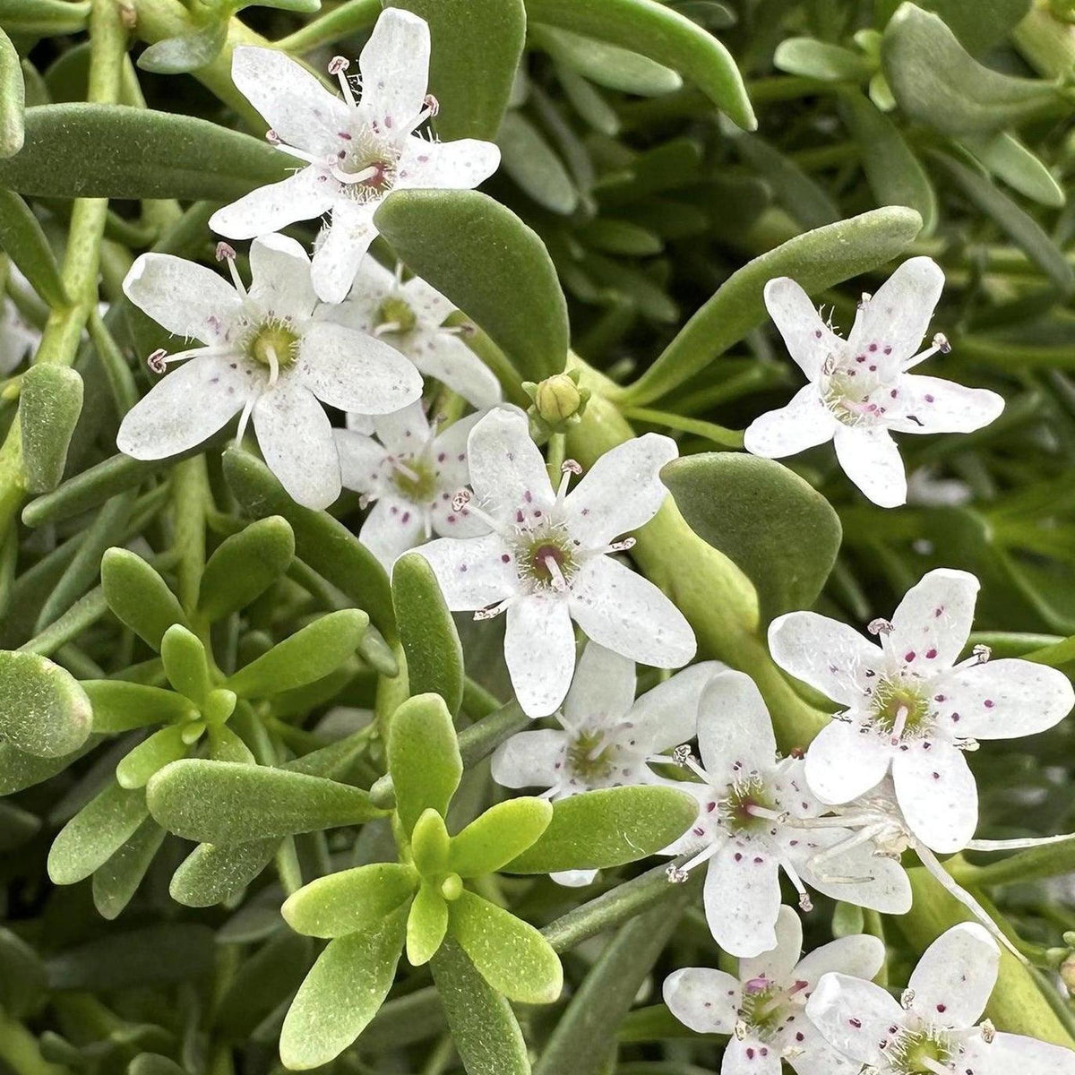 Creeping Boobialla - Myoporum parvifolium | Buy Online Australia ...