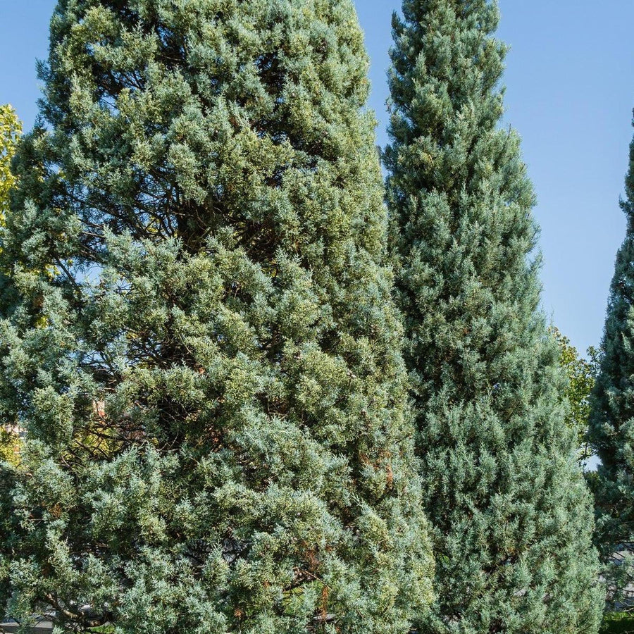 Cupressus Blue Ice - Cupressus glabra 'Blue Ice' | Buy Online Australia ...