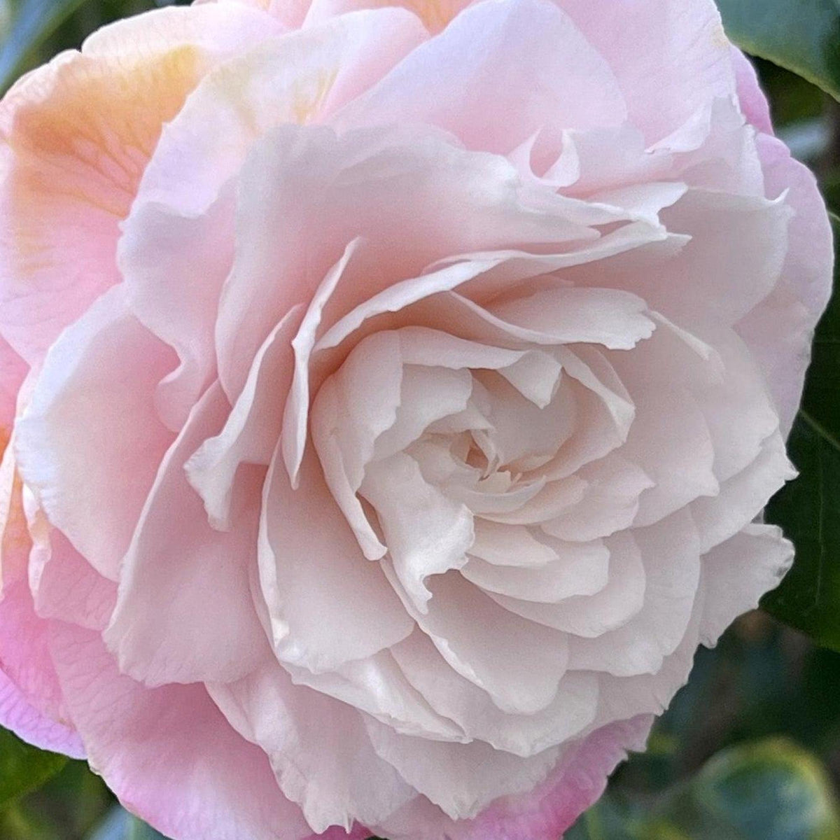 Desire Camellia - Camellia japonica 'Desire' | Buy Online Australia ...