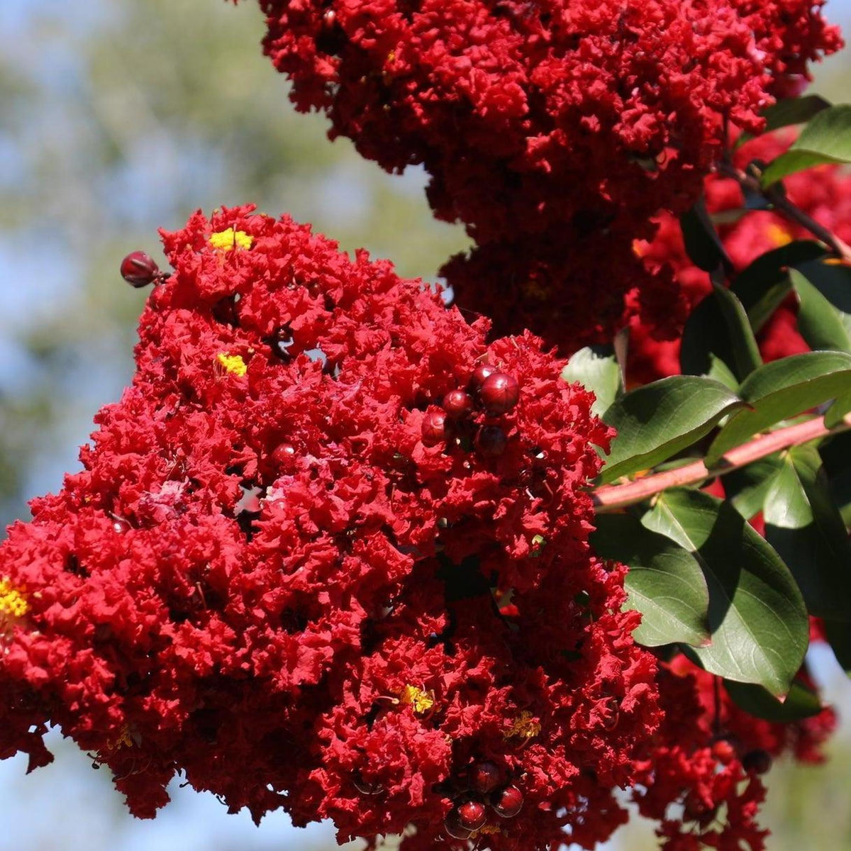 Diamonds in the Dark Crimson Red Crepe Myrtle - Lagerstroemia 'Diamonds ...