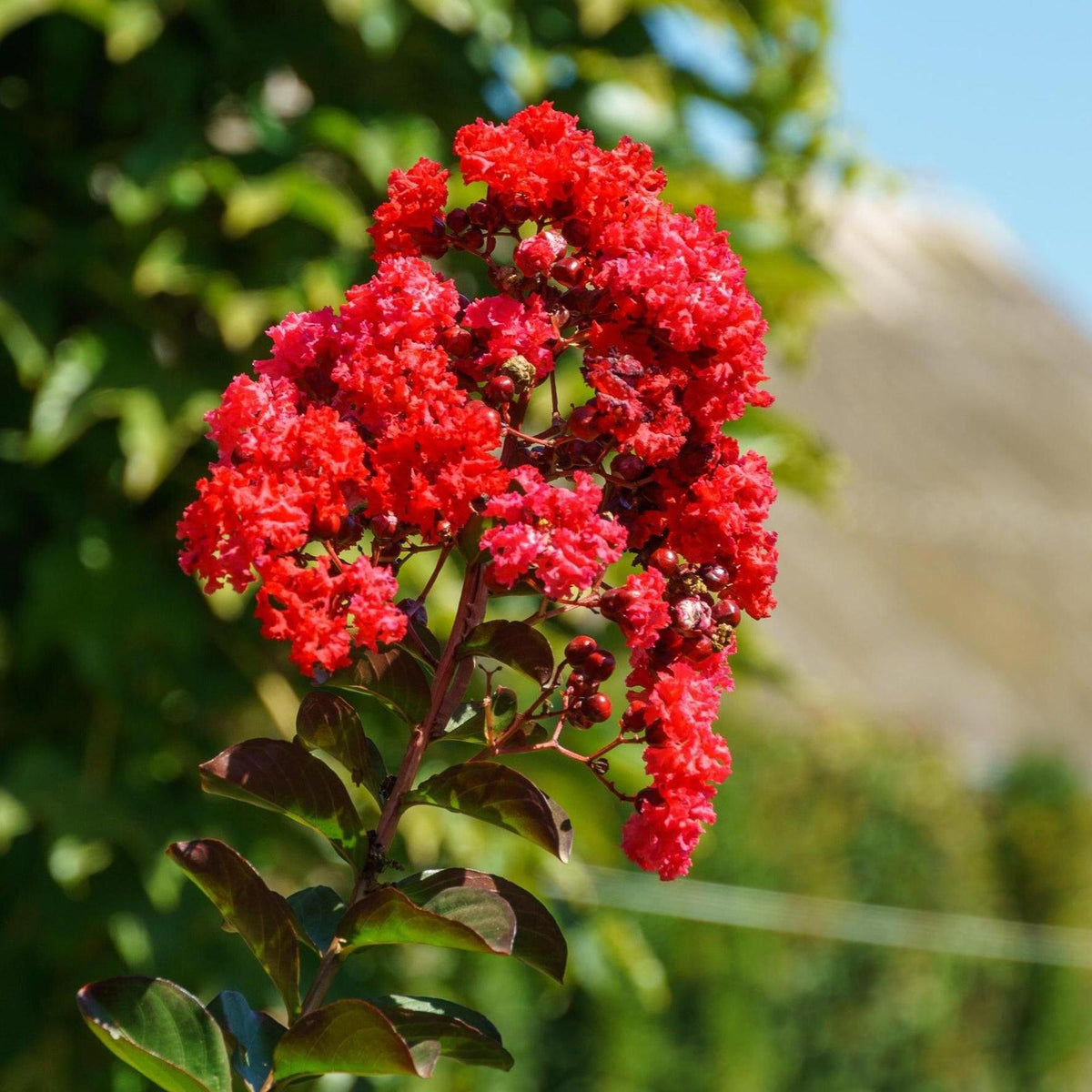 Diamonds in the Dark Red Hot Crepe Myrtle - Lagerstroemia 'Diamonds in ...