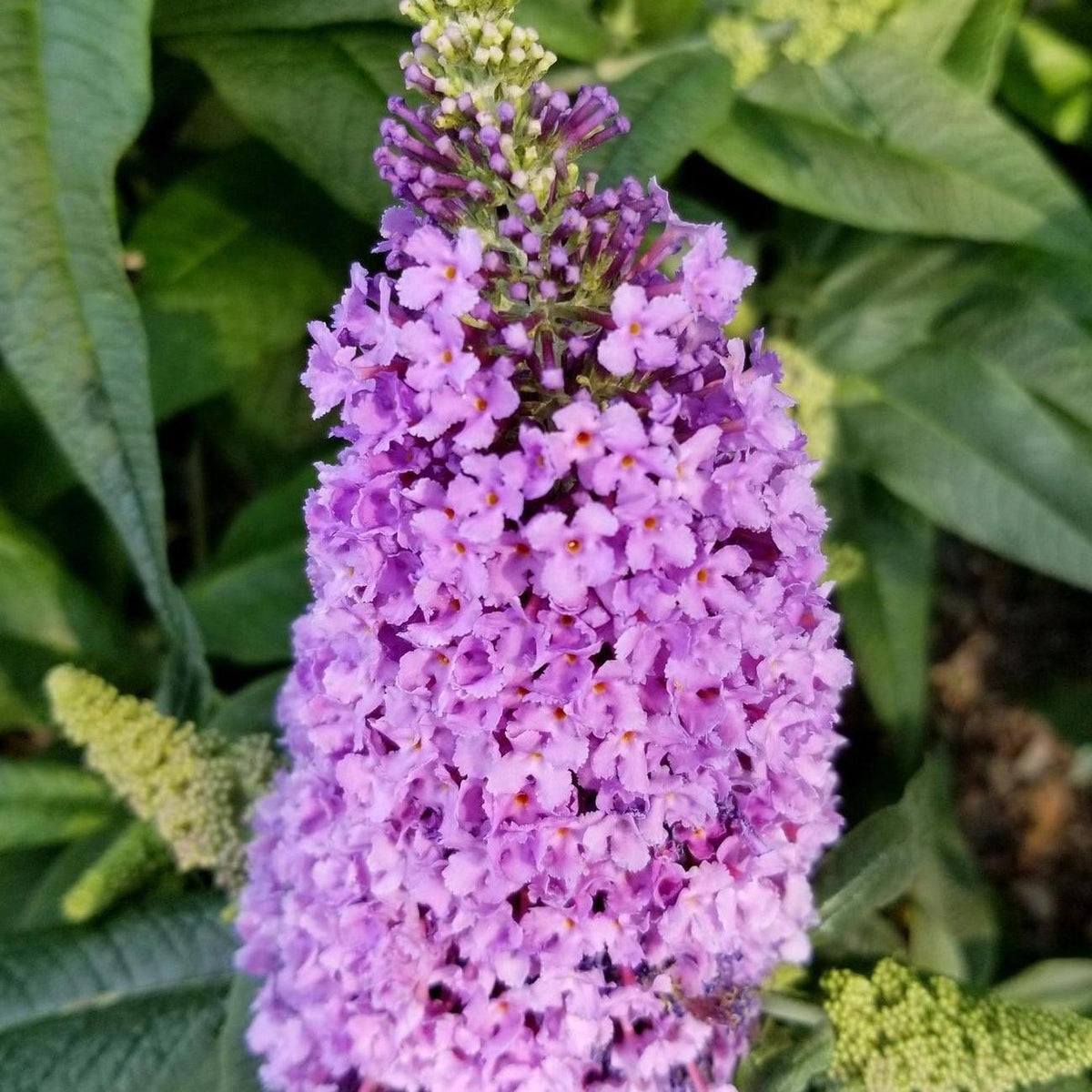 Dwarf Butterfly Bush - Gaura lindheimeri 'Baby Butterflies Pearl' | Buy ...
