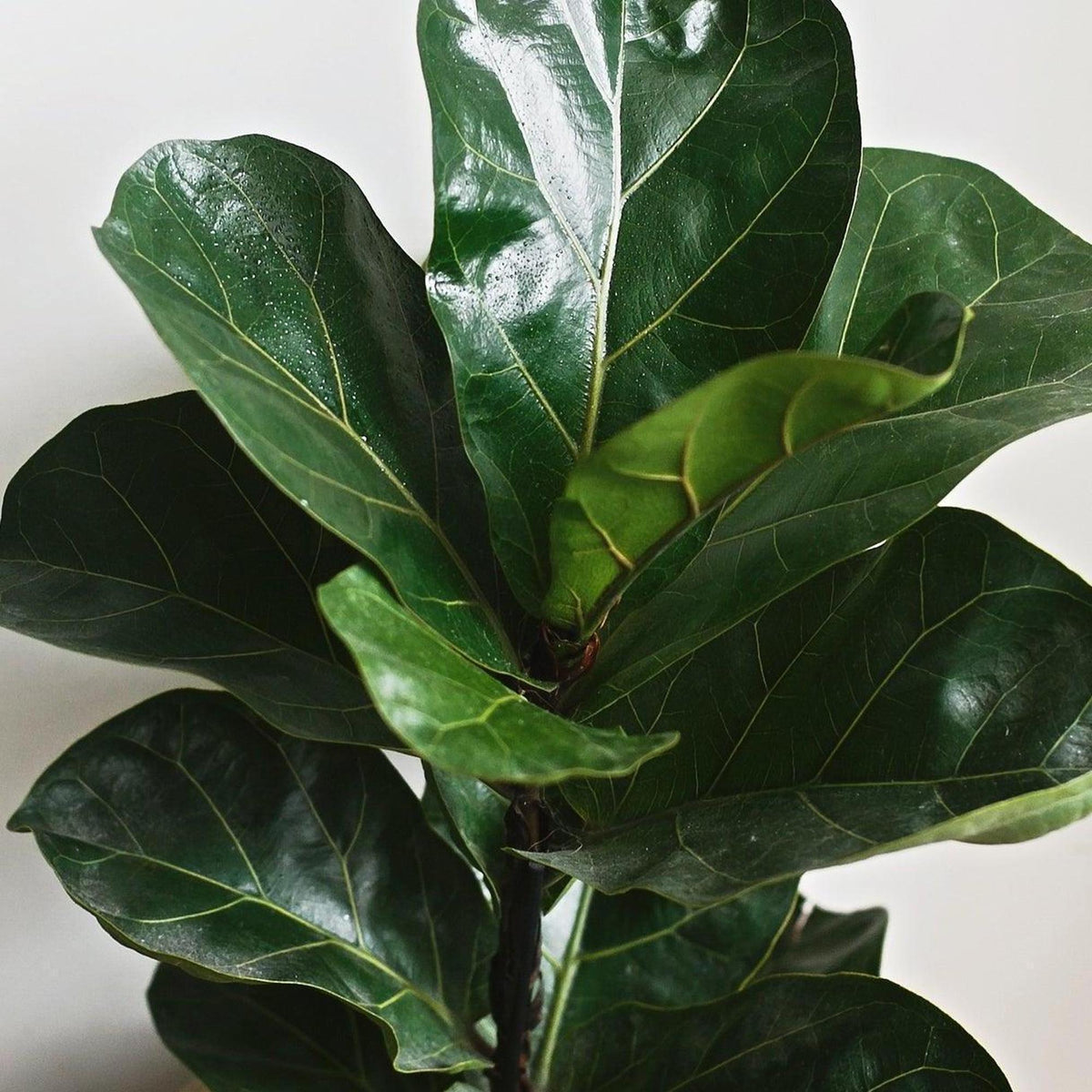 Dwarf Fiddle Leaf Fig - Ficus lyrata Bambino | Buy Online Australia ...