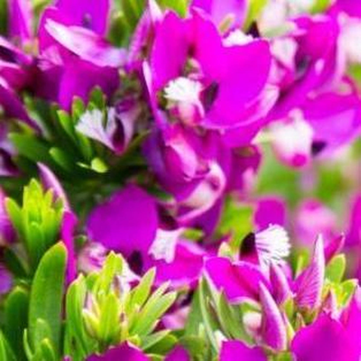 Buy Now! Dwarf Sweet Pea Shrub - Polygala myrtifolia 'Little Bibi ...