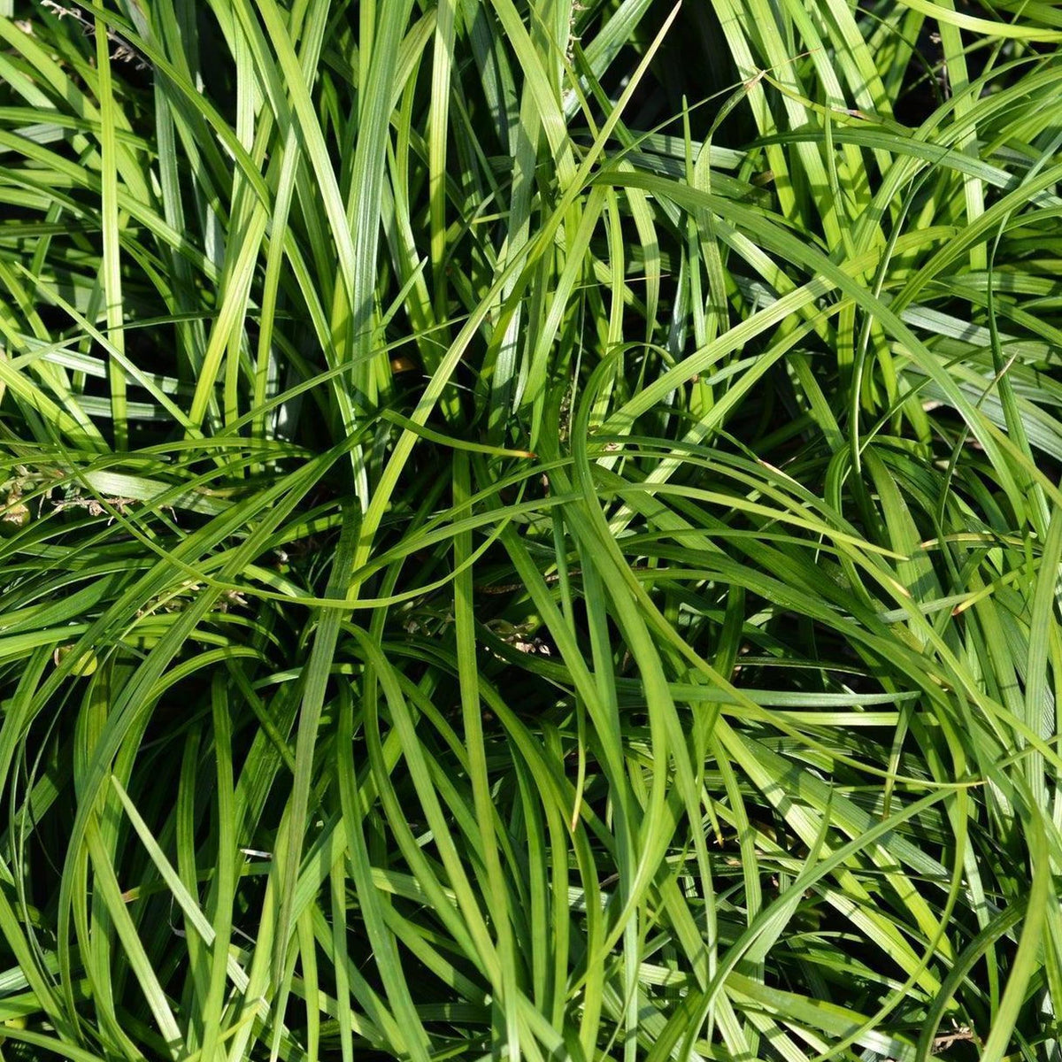 Emerald Cascade Lilyturf - Liriope muscari 'Emerald Cascade' | Buy ...