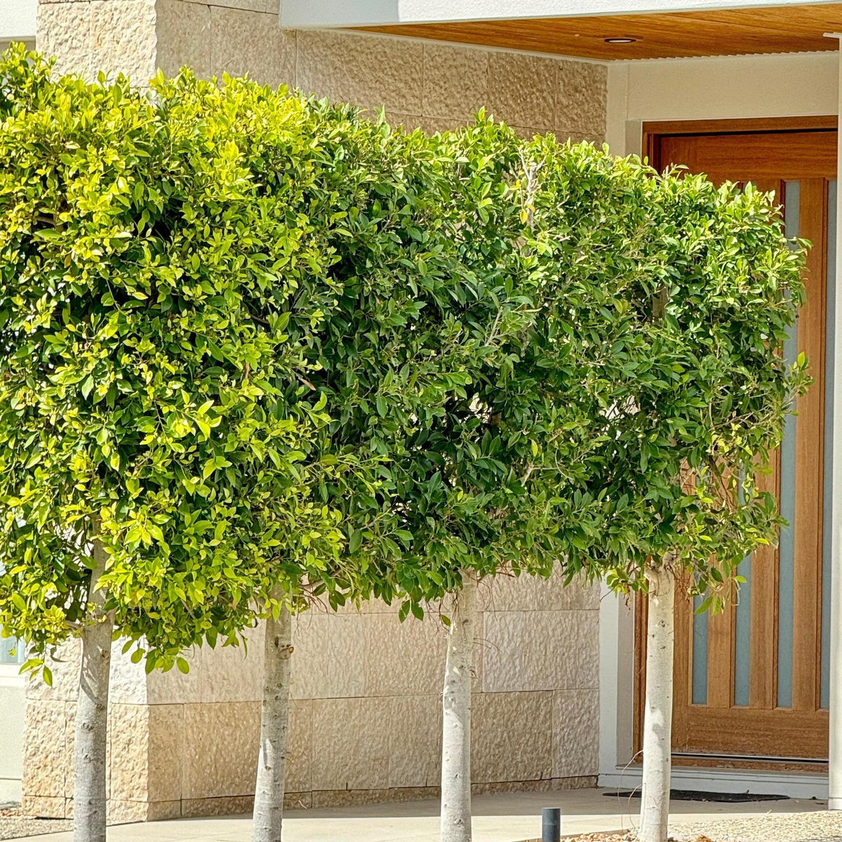 Buy Now! Emerald Fig - Ficus 'Emerald' – Nursery Near Me