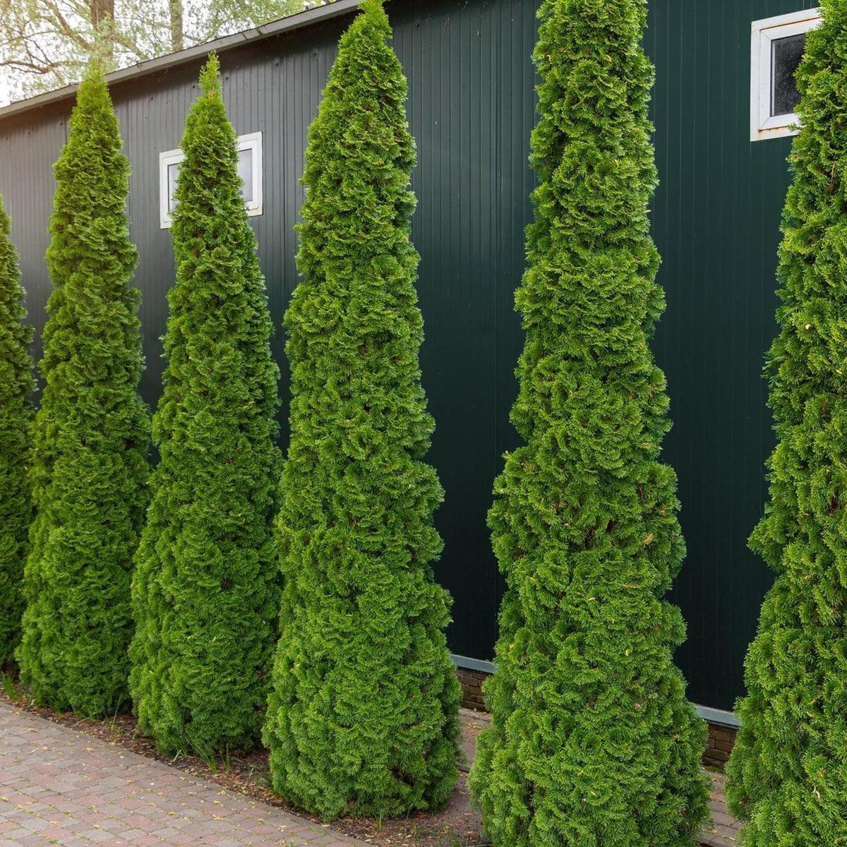 Buy Now! Emerald Green Arborvitae - Thuja occidentalis 'Smaragd ...