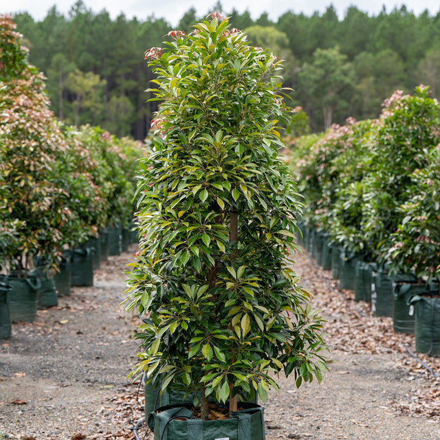 Buy Now! Eumundi Quandong Tree - Elaeocarpus eumundi – Nursery Near Me