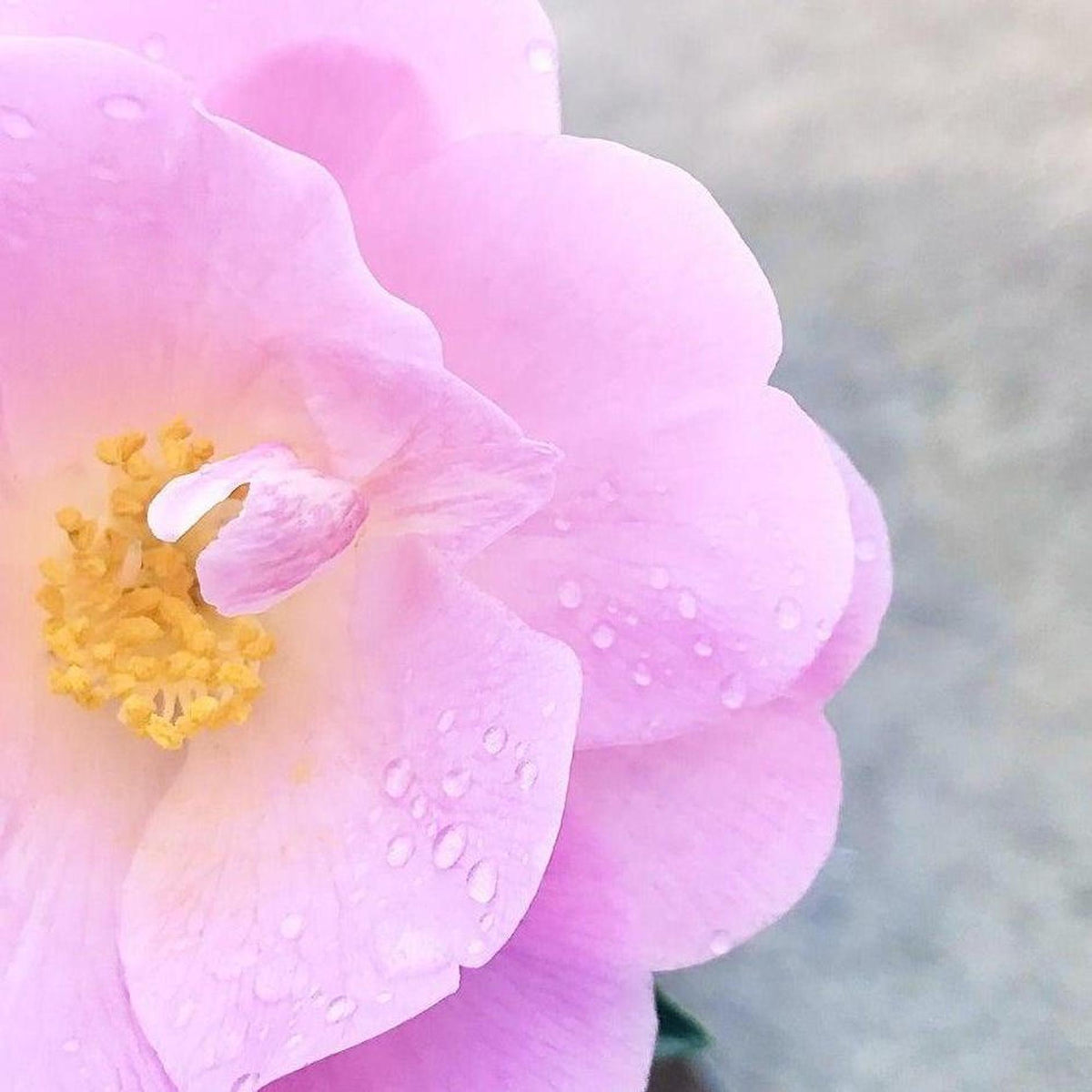 Buy Now! Exquisite Camellia - Camellia sasanqua 'Exquisite' – Nursery ...