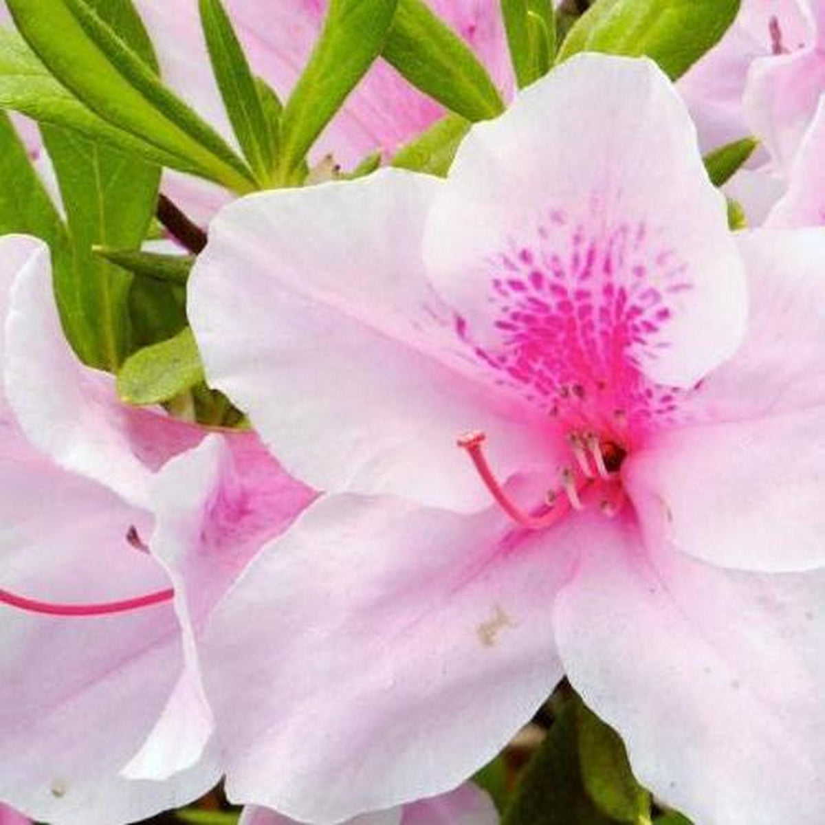 Buy Now! Exquisite Indica Azalea - Azalea indica 'Exquisite' – Nursery ...