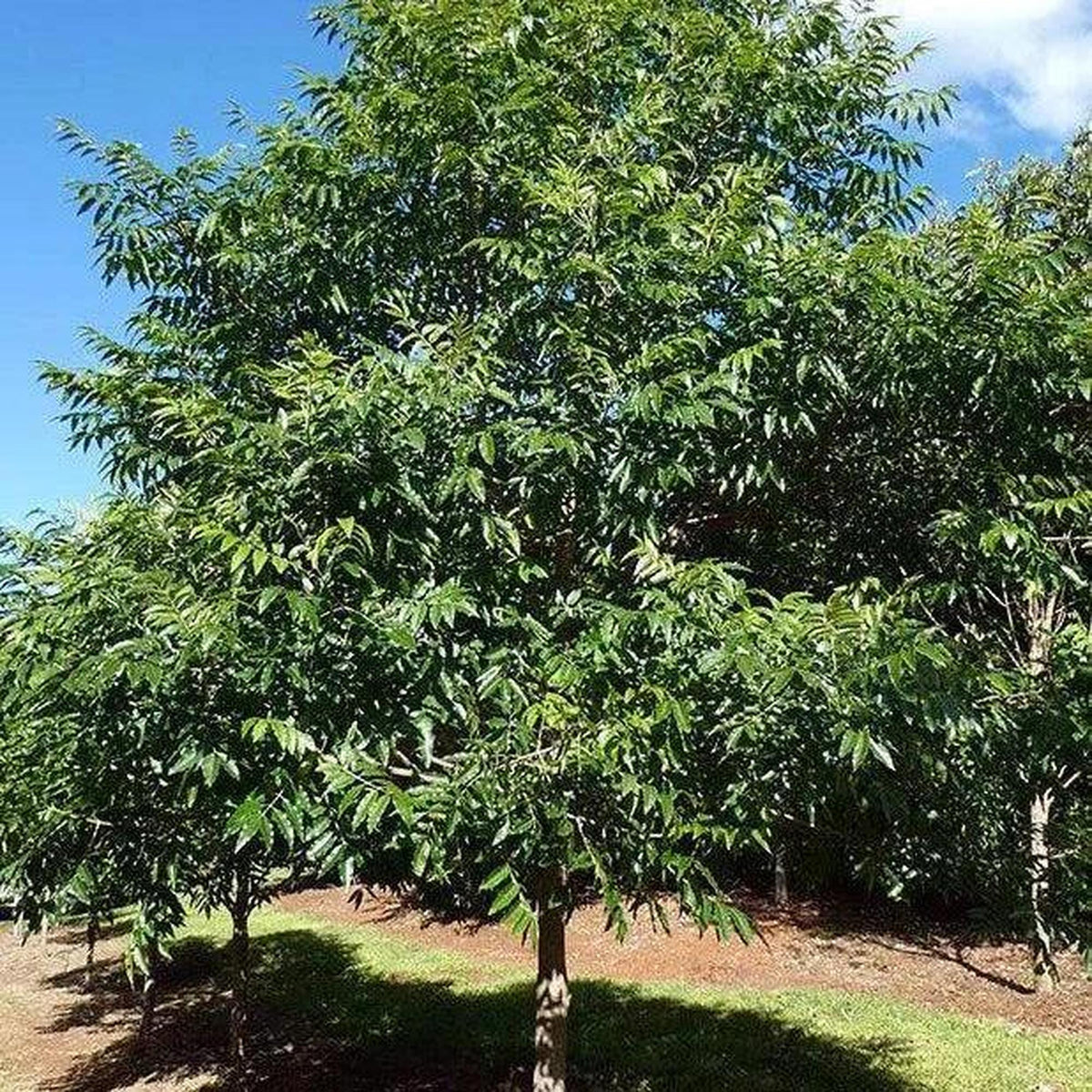 FLINDERSIA xanthoxyla (Yellow Ash) - Ex Ground | Buy Online Australia ...