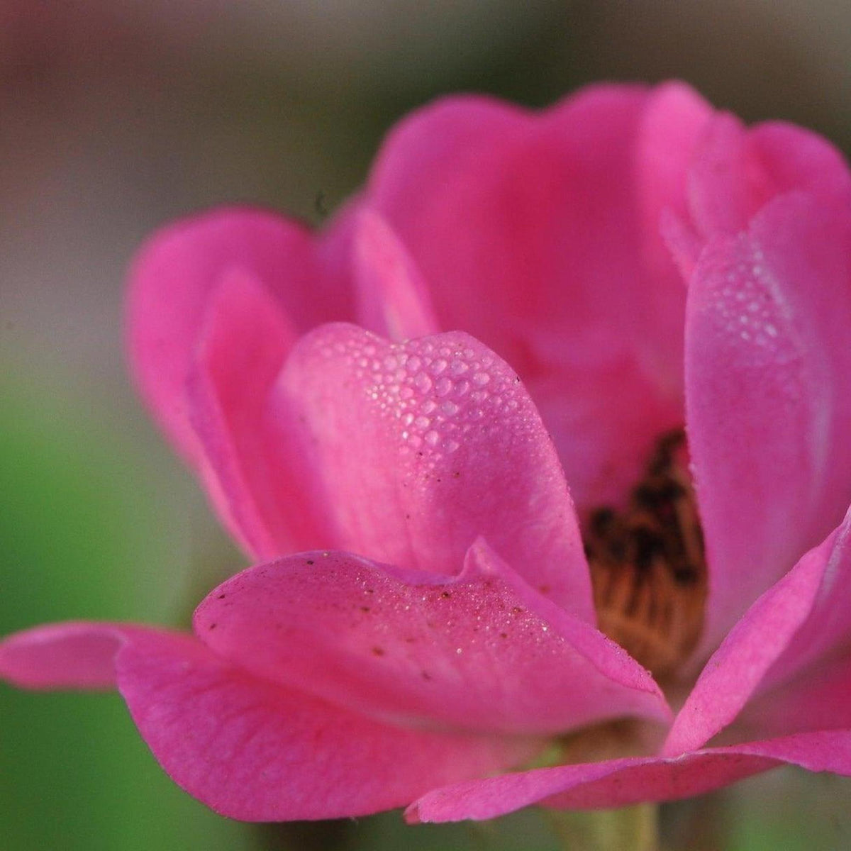 Buy Now! Fairy Blush Michelia - Michelia 'Fairy Blush' – Nursery Near Me