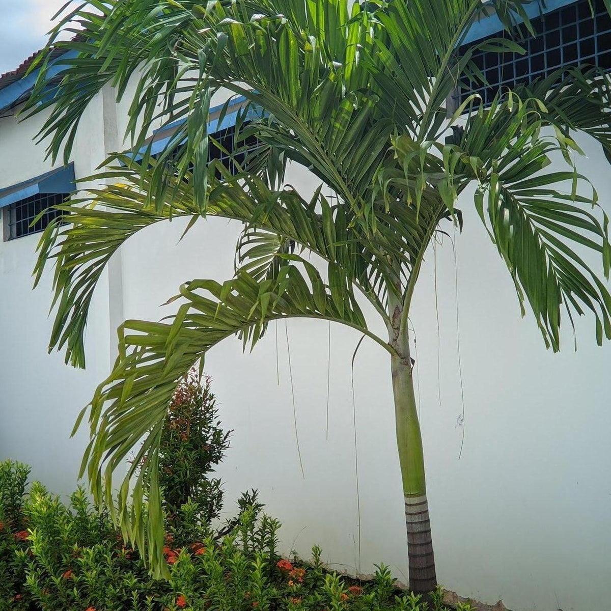 Fine Leaf Palm - Dypsis plumosa | Buy Online Australia – Nursery Near Me