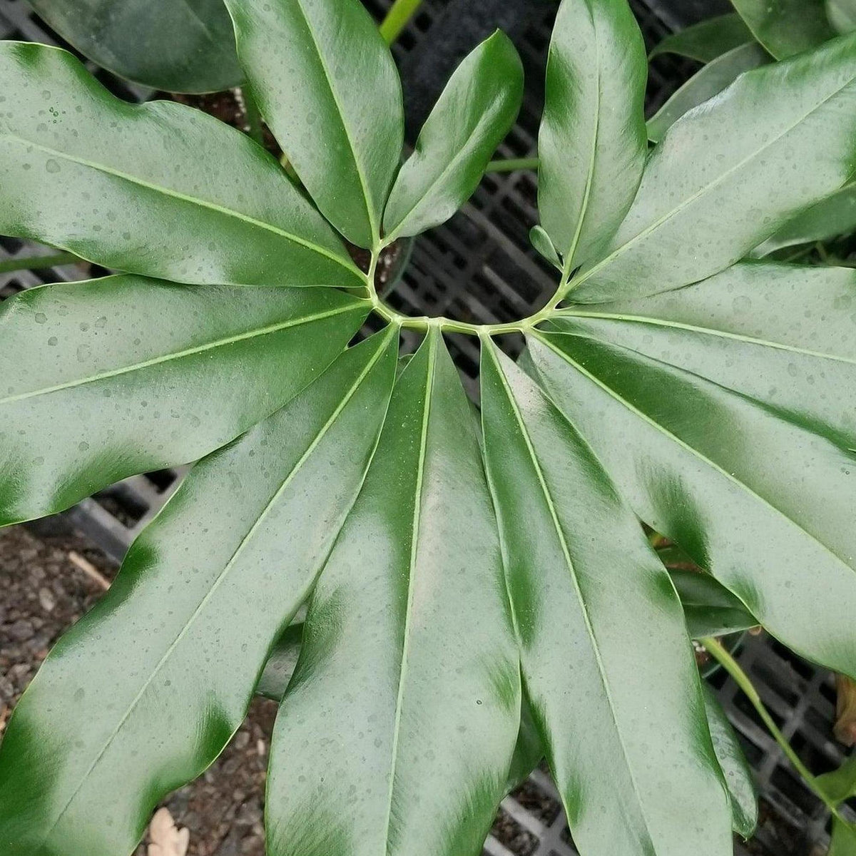 Buy Now! Finger Leaf Philodendron - Philodendron goeldii – Nursery Near Me
