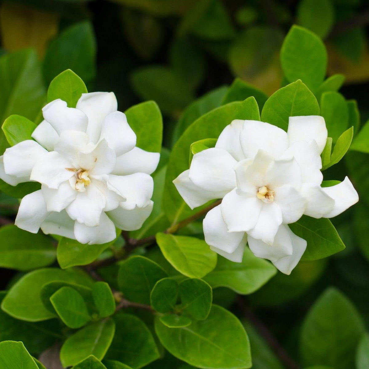Buy Now! Florida Gardenia - Gardenia augusta 'Florida' – Nursery Near Me