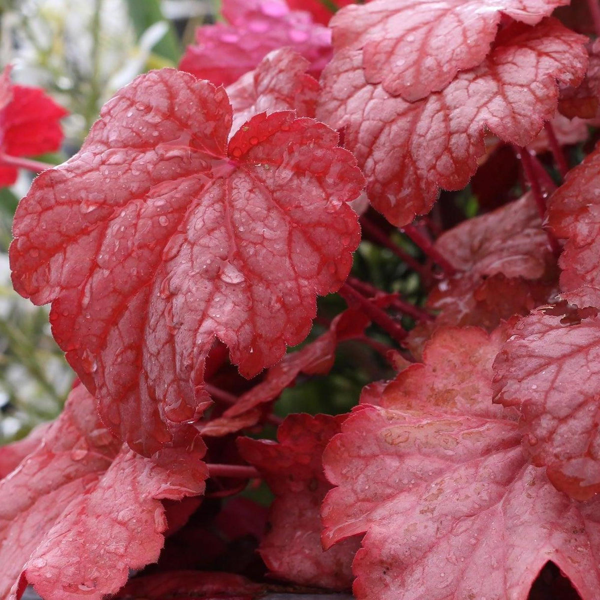 Forever Red Heuchera - Heuchera 'Forever Red' | Buy Online Australia ...