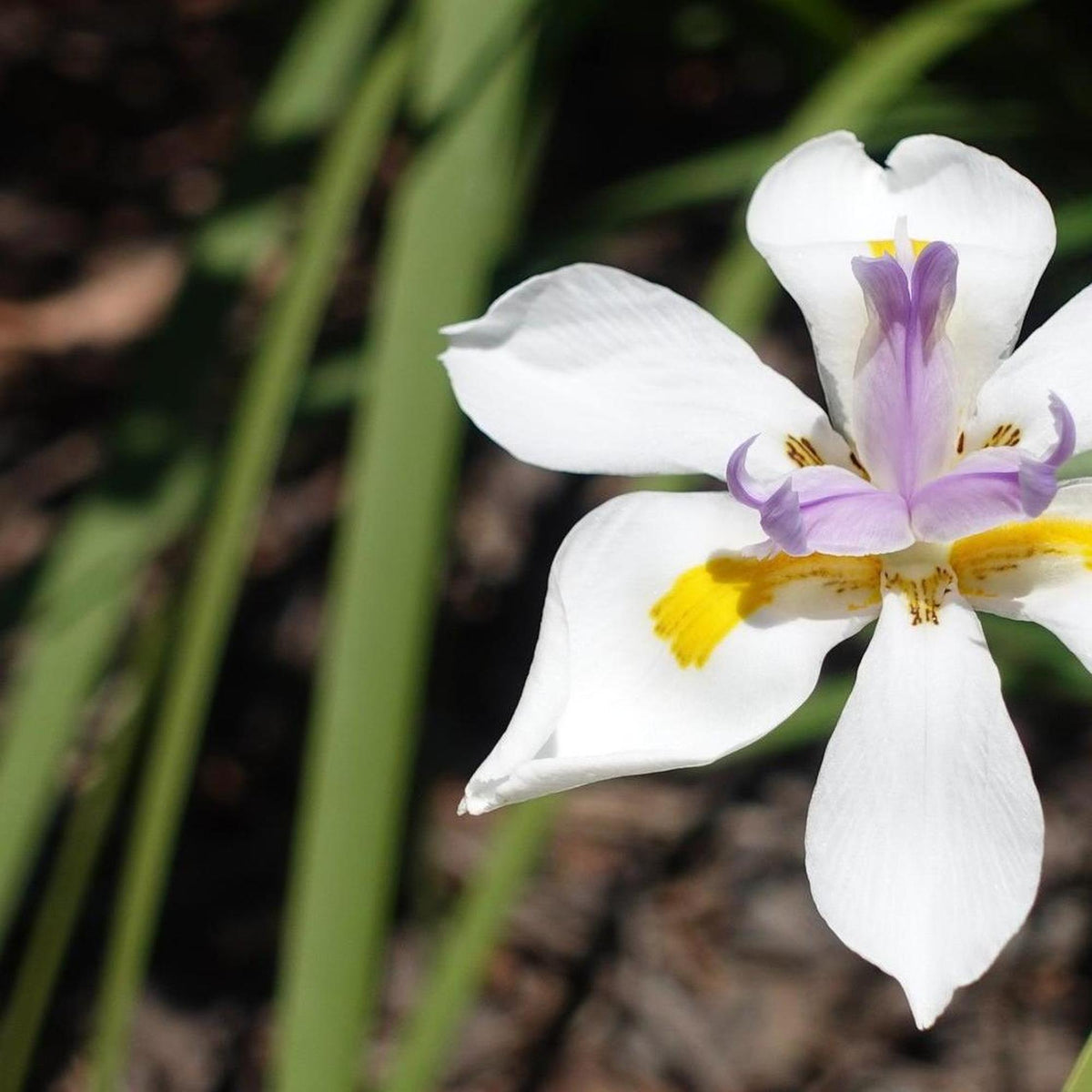 Fortnight Lily - Dietes iridioides 'White Tiger' | Buy Online Australia ...
