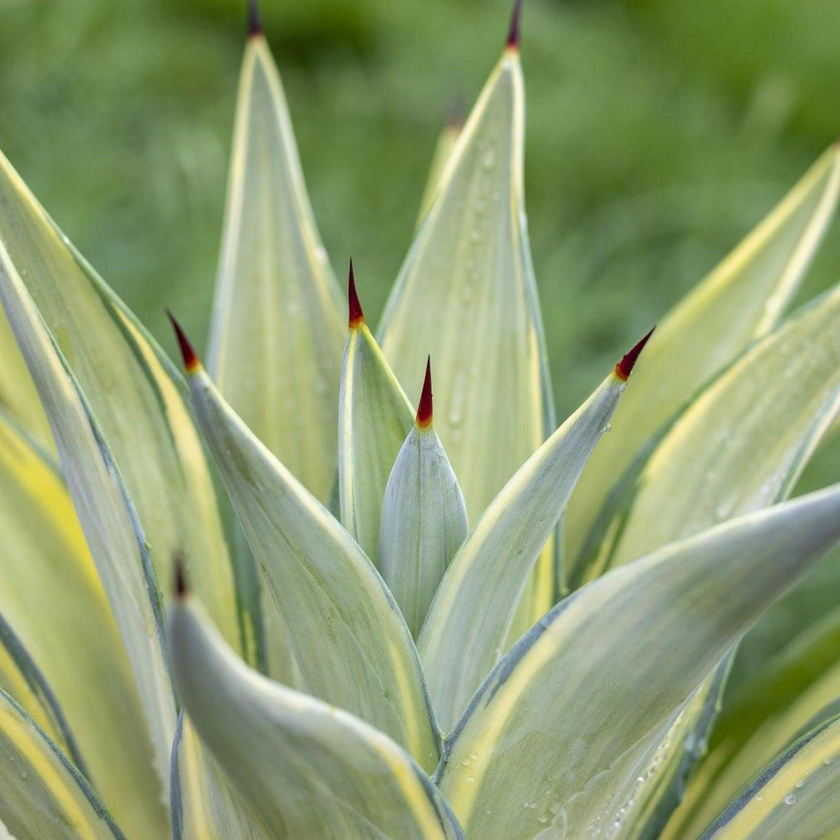 Galactic Traveller Agave - Agave 'Galactic Traveller' | Buy Online ...