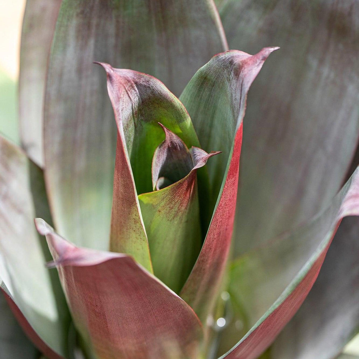 Buy Now! Giant Silver Plum Bromeliad - Aechmea fasciata 'Silver Plum ...