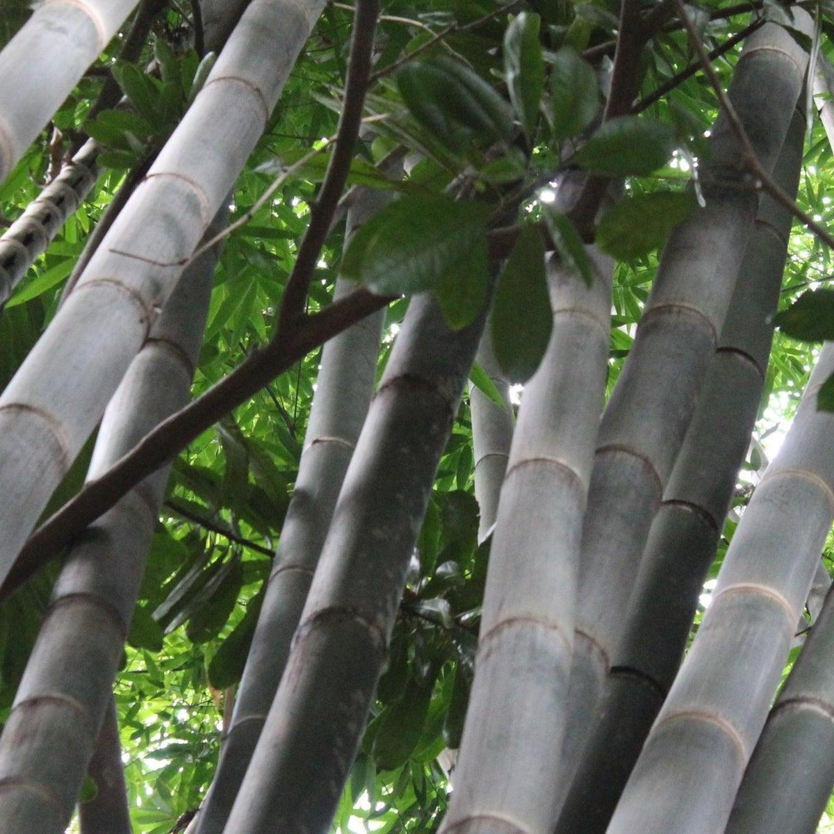 Giant Timber Bamboo - Bambusa oldhamii | Buy Online Australia – Nursery ...
