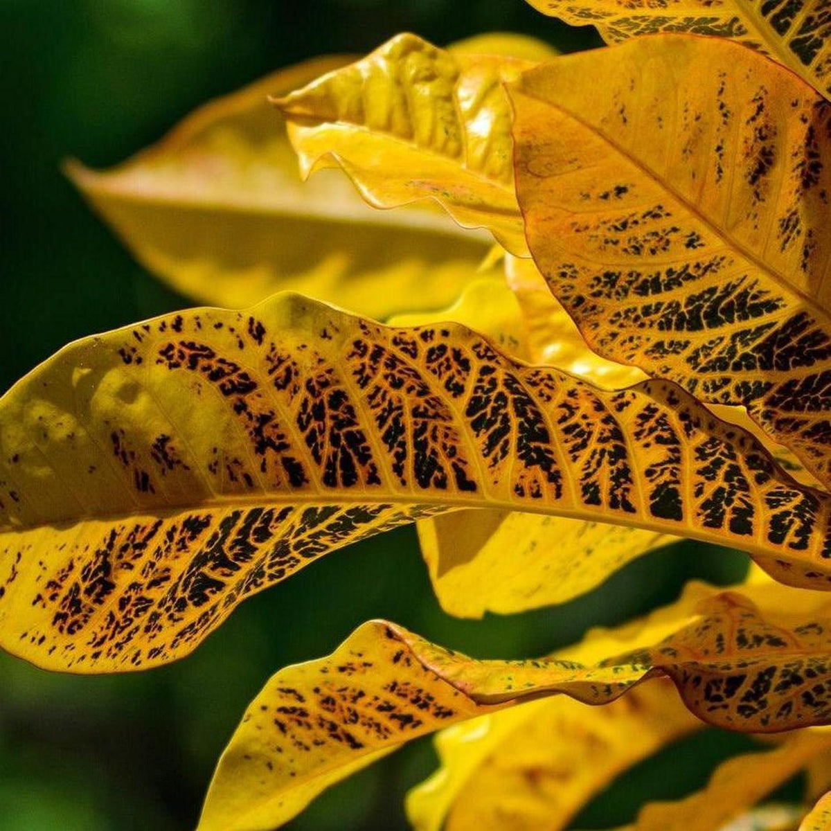Buy Now! Gold Dust Croton - Codiaeum variegatum 'Gold Dust' – Nursery ...