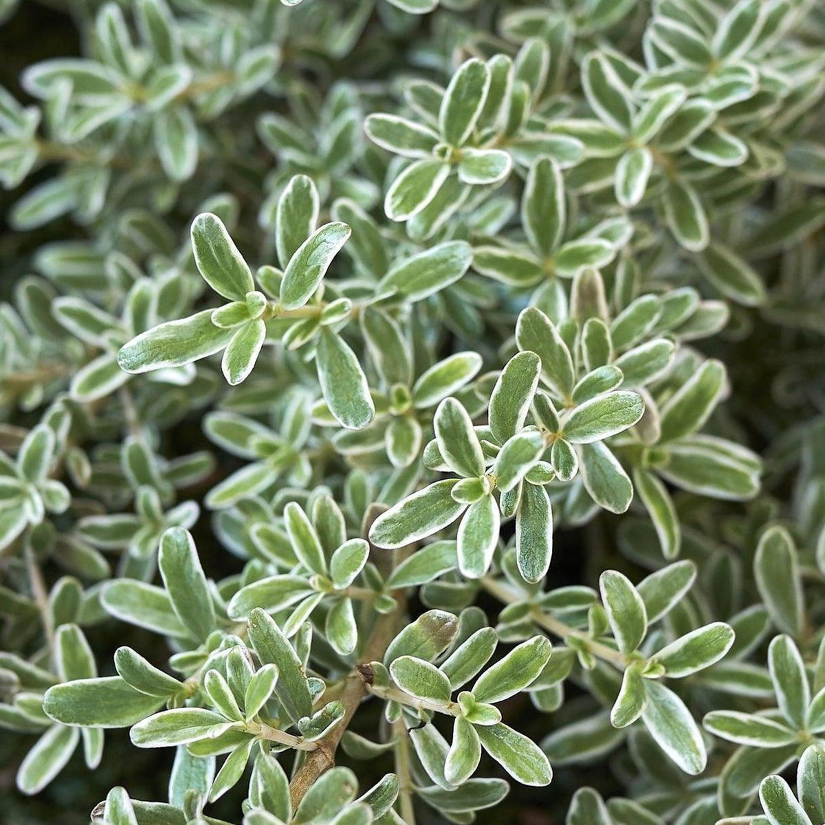 Buy Now! Green and Gold Coprosma - Coprosma 'Green and Gold' – Nursery ...