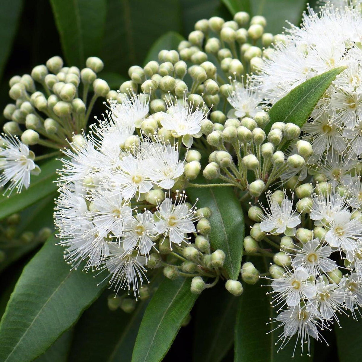 Buy Now! Grey Myrtle - Backhousia myrtifolia – Nursery Near Me