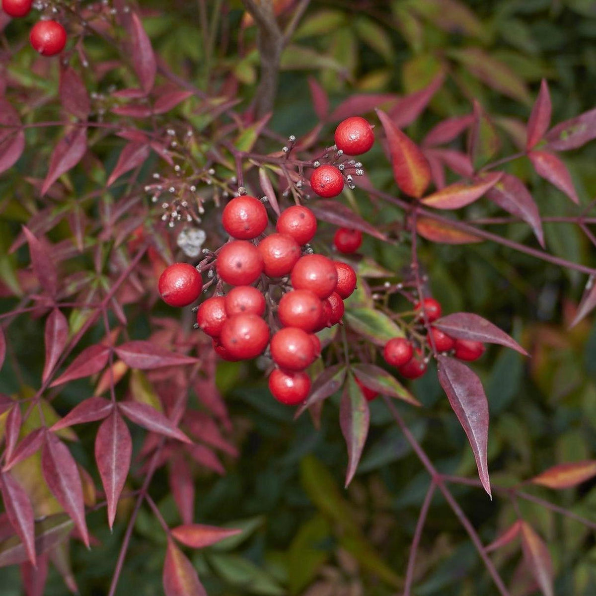 Buy Now! Gulf Stream Heavenly Bamboo - Nandina domestica 'Gulf Stream ...