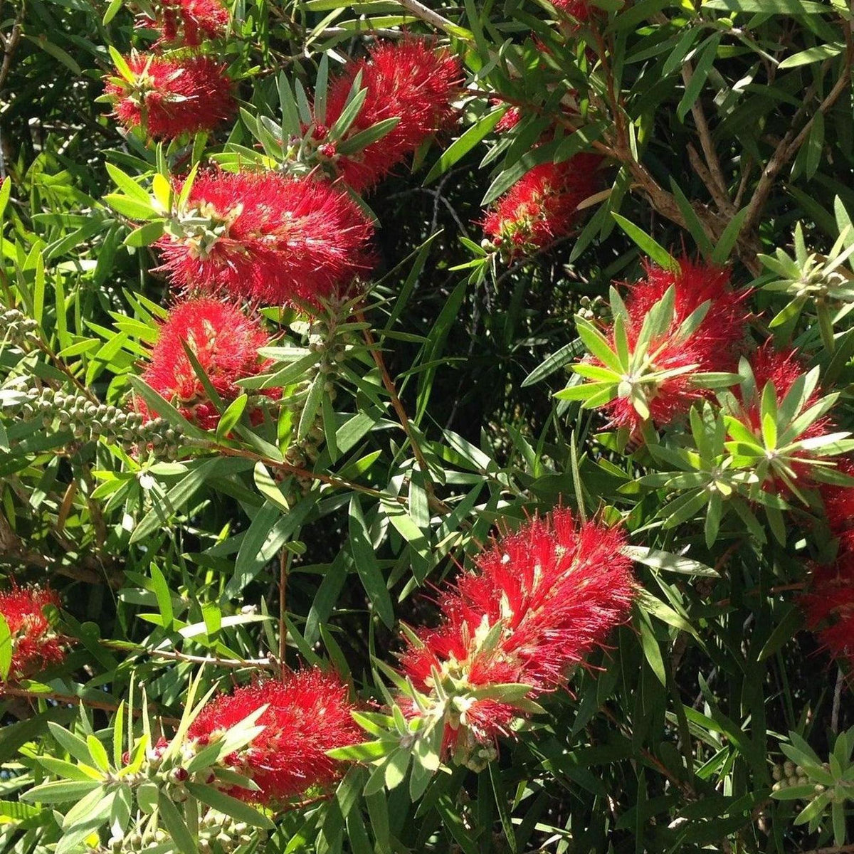 Buy Now! Hannah Ray Bottlebrush - Callistemon 'Hannah Ray' – Nursery ...