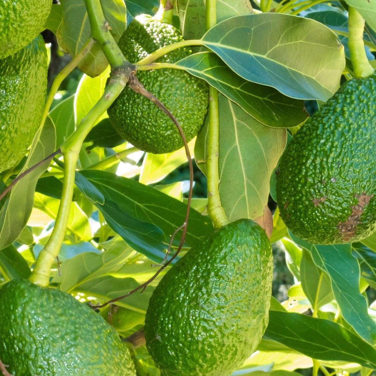 Buy Now! Hass Avocado Tree - Persea americana 'Hass' – Nursery Near Me