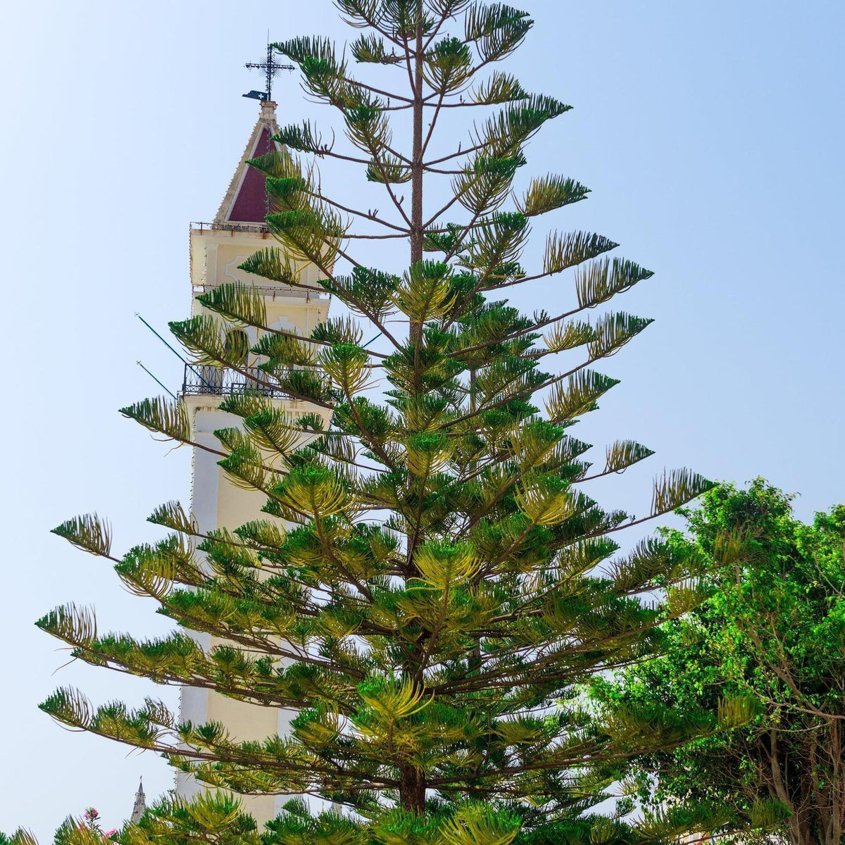 Hoop Pine Tree - Araucaria cunninghamii | Buy Online Australia ...