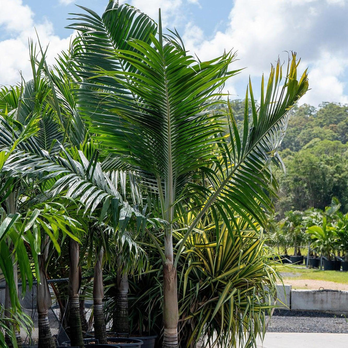 Hurricane Palm - Dictyosperma album | Buy Online Australia – Nursery ...
