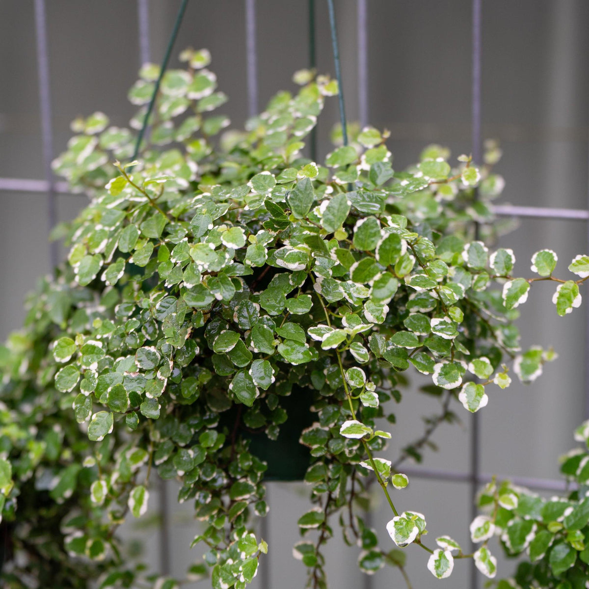 Buy Now! Ice Caps Variegated Creeping Fig - Ficus pumila 'Ice Caps ...