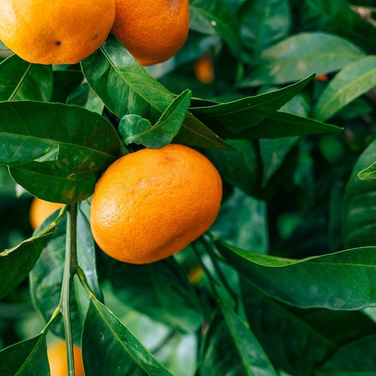 Imperial Mandarin Tree - Citrus reticulata | Buy Online Australia ...