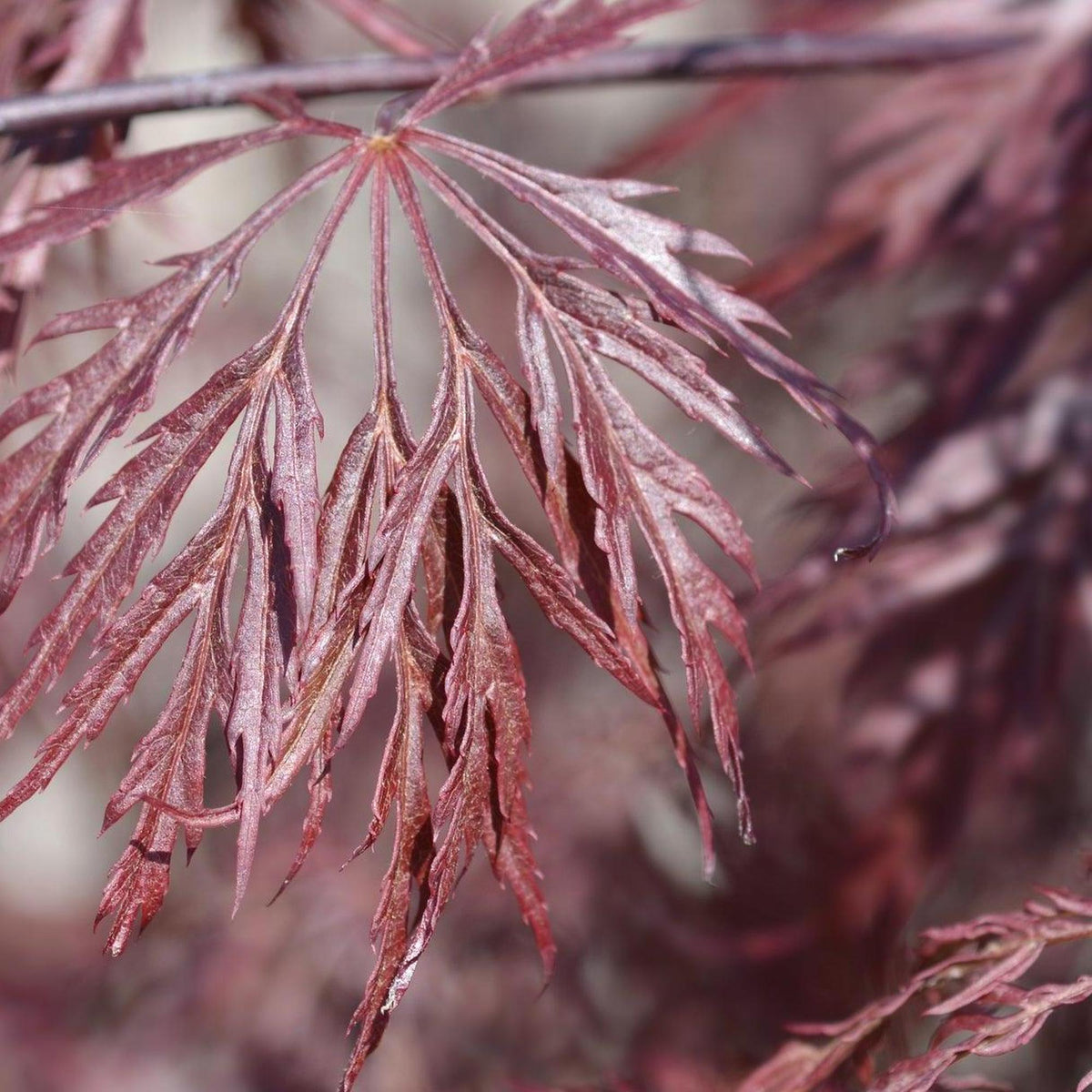Inaba Shidare Japanese Maple Tree - Acer palmatum dissectum 'Inaba ...