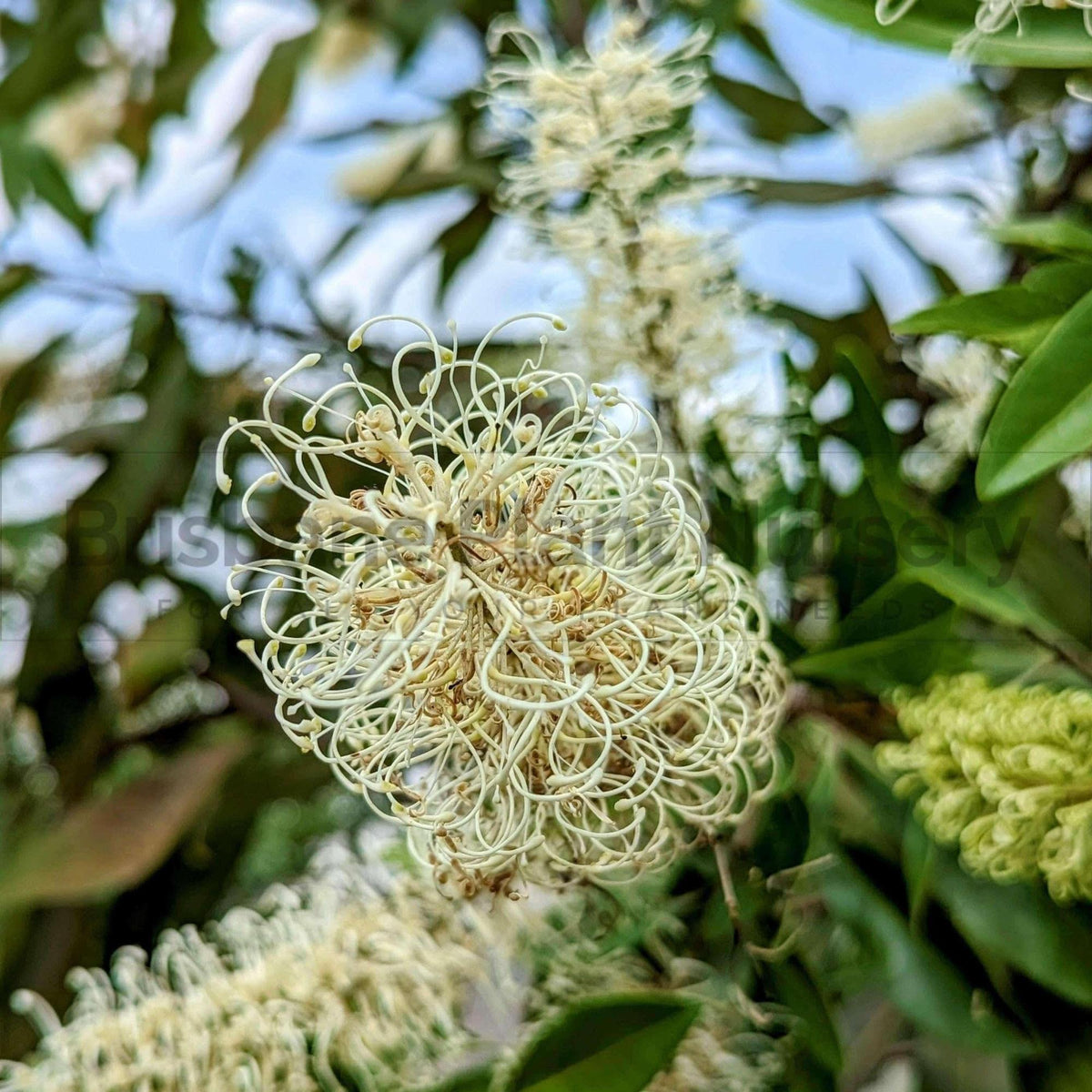 Buy Now! Ivory Curl Tree - Buckinghamia celsissima – Nursery Near Me