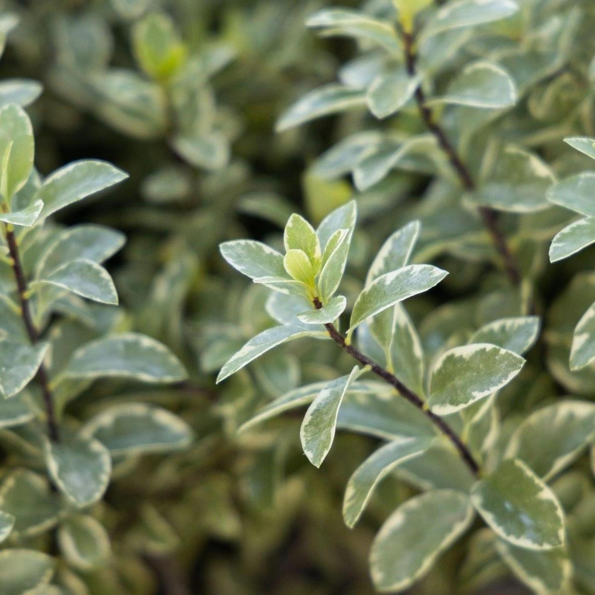 Ivory Sheen Kohuhu - Pittosporum tenuifolium 'Ivory Sheen' | Buy Online ...