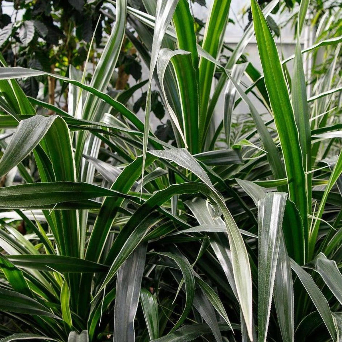 Janet Craig Dracaena - Dracaena deremensis 'Janet Craig' | Buy Online ...
