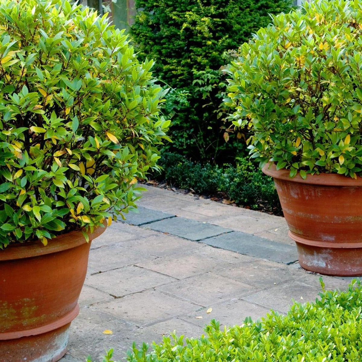 Japanese Box - Buxus microphylla Faulkner 'Dwarf' | Buy Online ...
