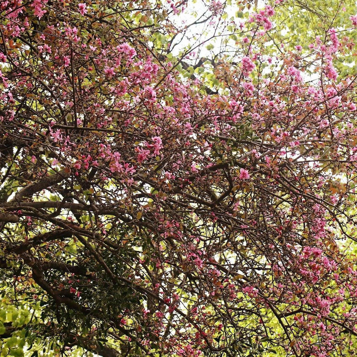 Buy Now! Japanese Flowering Crabapple - Malus floribunda – Nursery Near Me