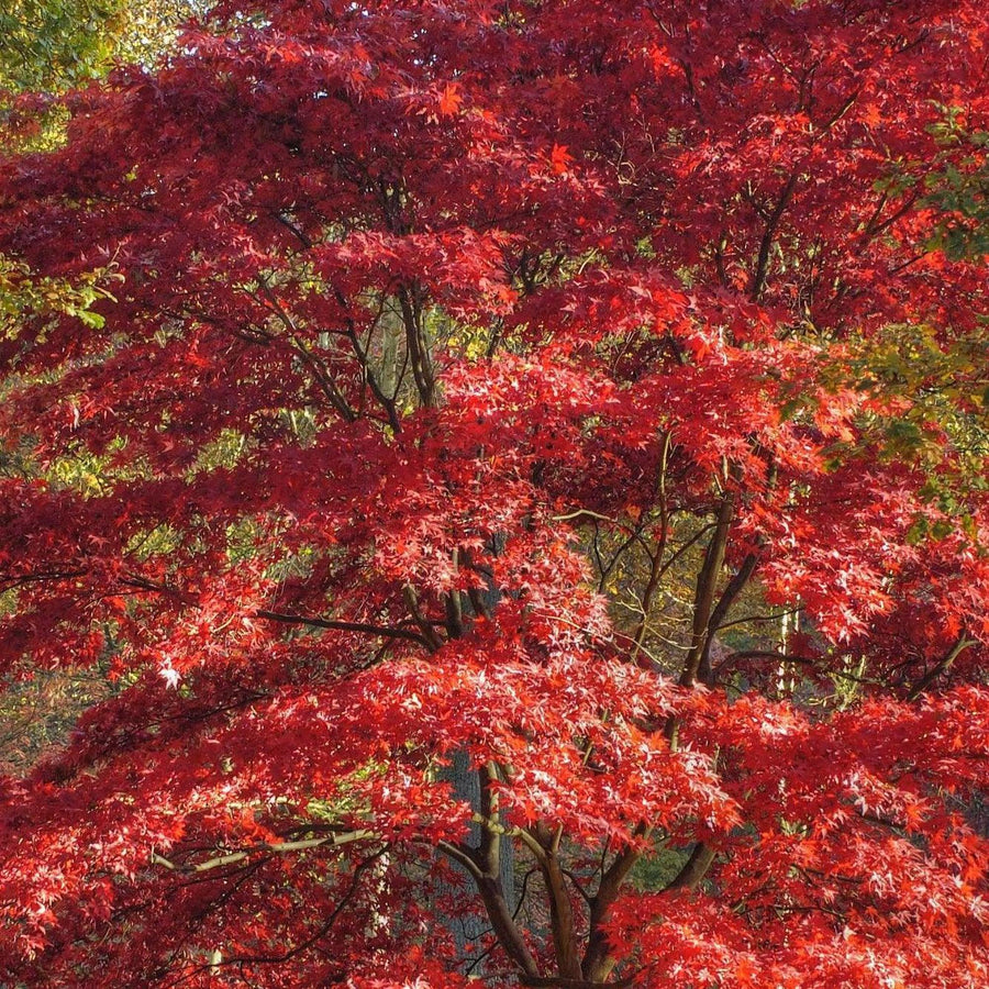 Japanese Maple Tree - Acer palmatum | Buy Online Australia – Nursery ...
