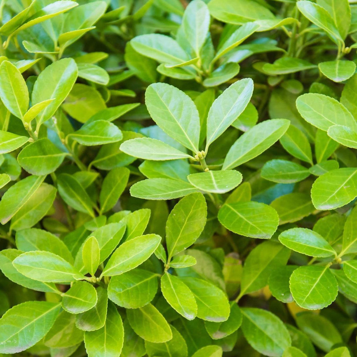 Buy Now! Japanese Spindle Bush - Euonymus japonicus 'Green Rocket ...