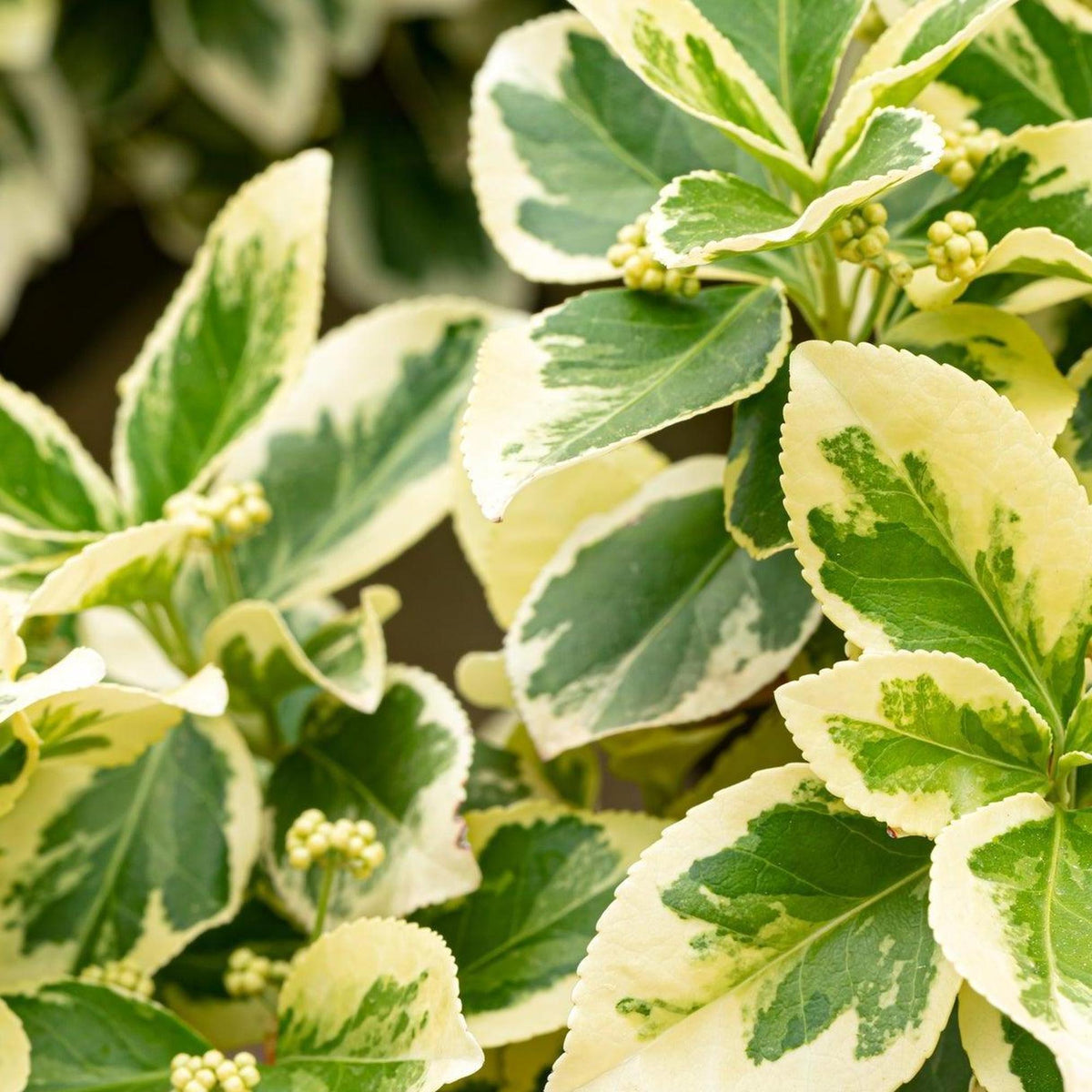 Buy Now! Japanese spindle - Euonymus japonicus – Nursery Near Me