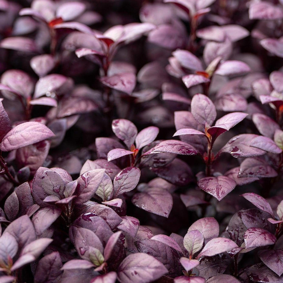 Joseph's Coat - Alternanthera dentata | Buy Online Australia – Nursery ...