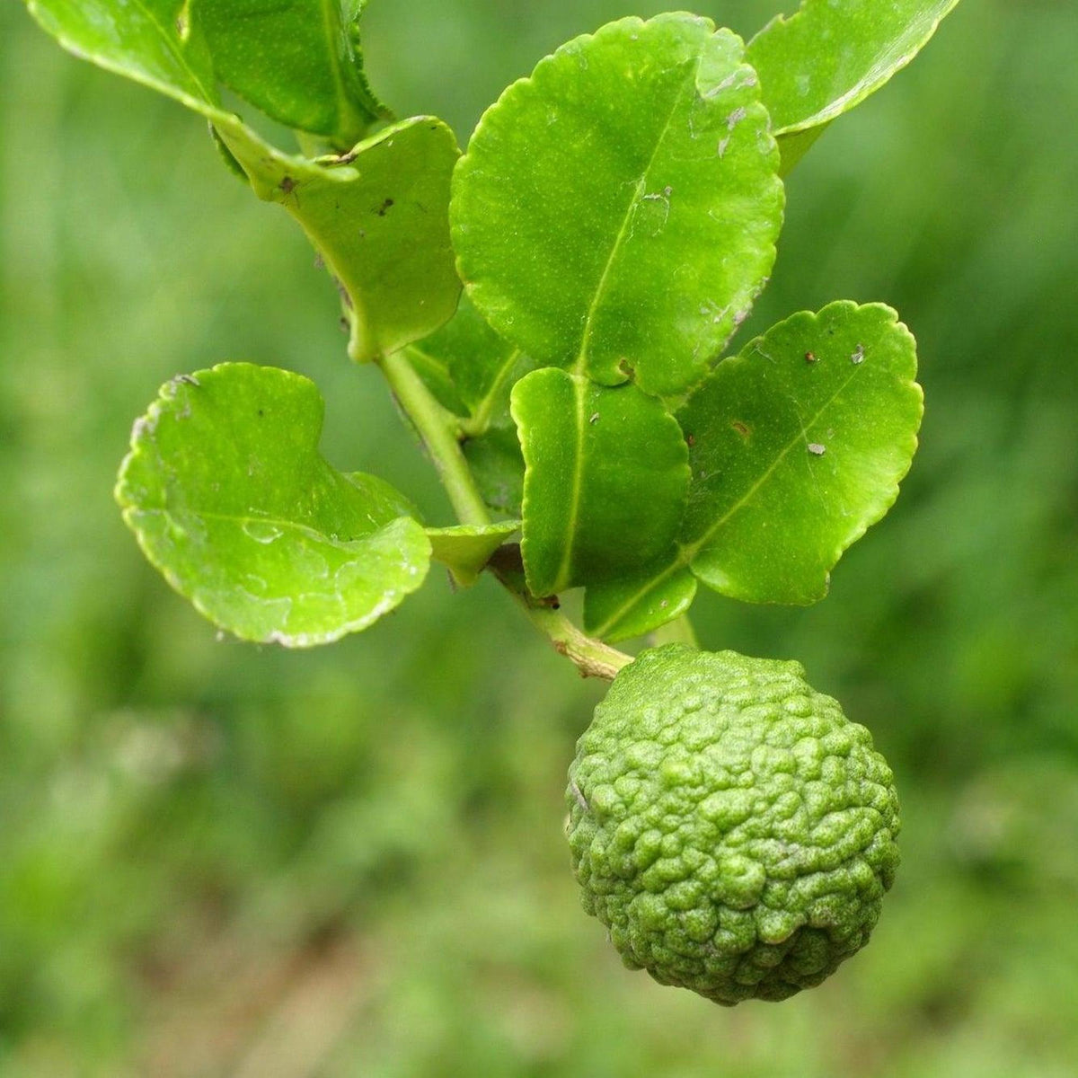 Lime Trees | Buy Online Australia – Nursery Near Me