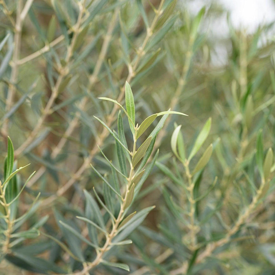 Kalamata Olive Tree - Olea europaea 'Kalamata' | Buy Online Australia ...